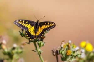 12 Types of Swallowtail Butterflies (Pictures) - Wildlife Informer