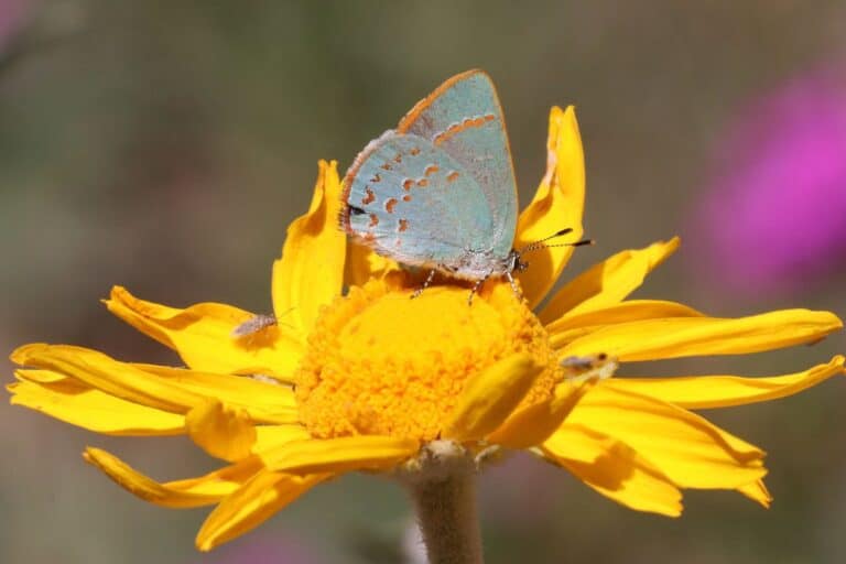 10 Types of Green Butterflies (With Pictures) - Wildlife Informer