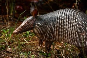 Armadillo Vs Pangolin (How They're Different) - Wildlife Informer