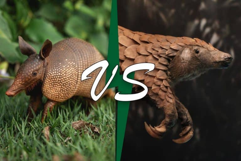 Armadillo Vs Pangolin (How They're Different) - Wildlife Informer