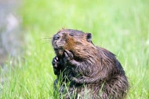 Beaver Vs Groundhog (11 Differences) - Wildlife Informer