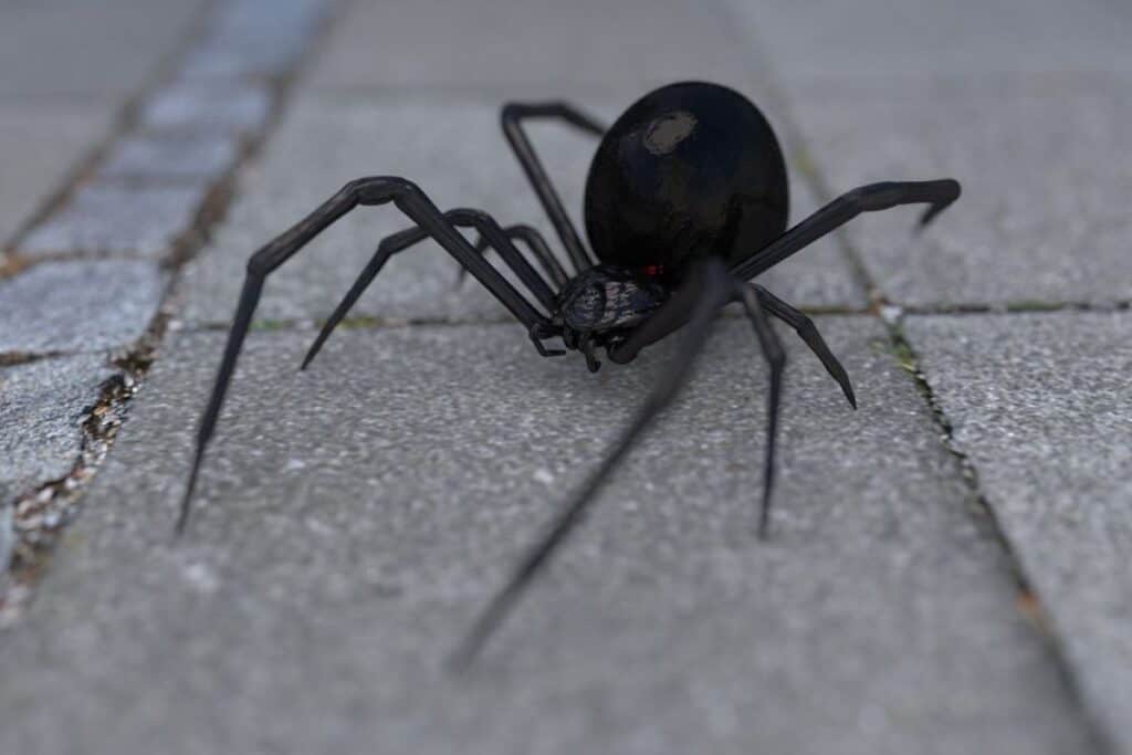 7 Common Spiders in Arizona (ID Pictures) - Wildlife Informer