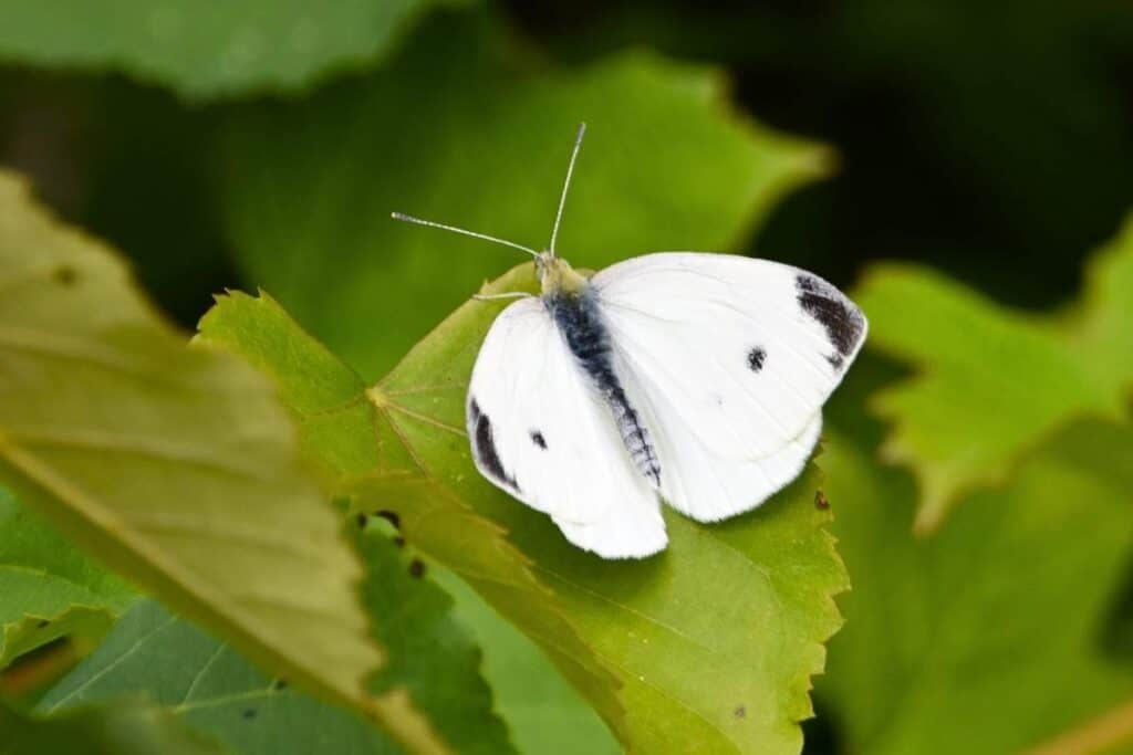 15 Types of White Butterflies (With Pictures) - Wildlife Informer