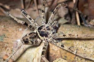 7 Common Spiders in Hawaii (ID Pictures) - Wildlife Informer
