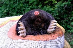 Mole Vs Shrew (11 Differences) - Wildlife Informer