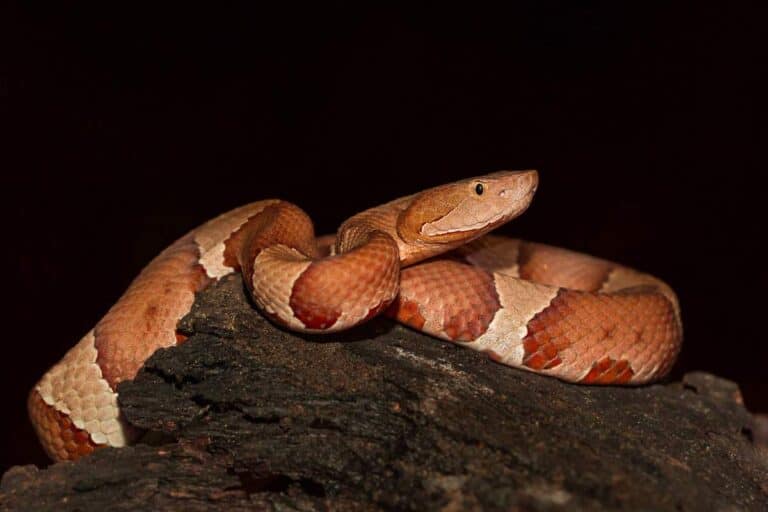 How to Keep Copperhead Snakes Away (8 Tips) - Wildlife Informer