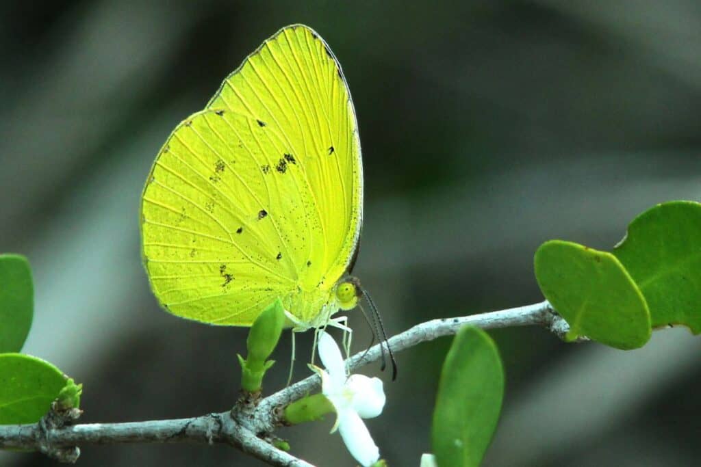15 Types of Yellow Butterflies (With Pictures) - Wildlife Informer