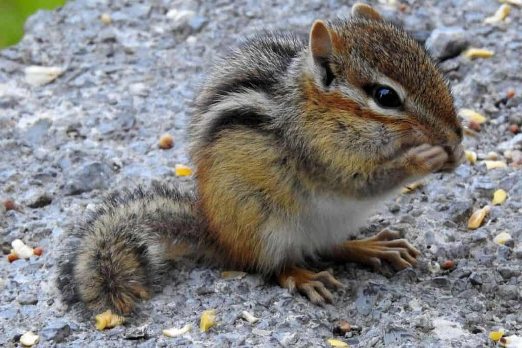 Eastern Chipmunk Vs Least Chipmunk (Pictures) - Wildlife Informer