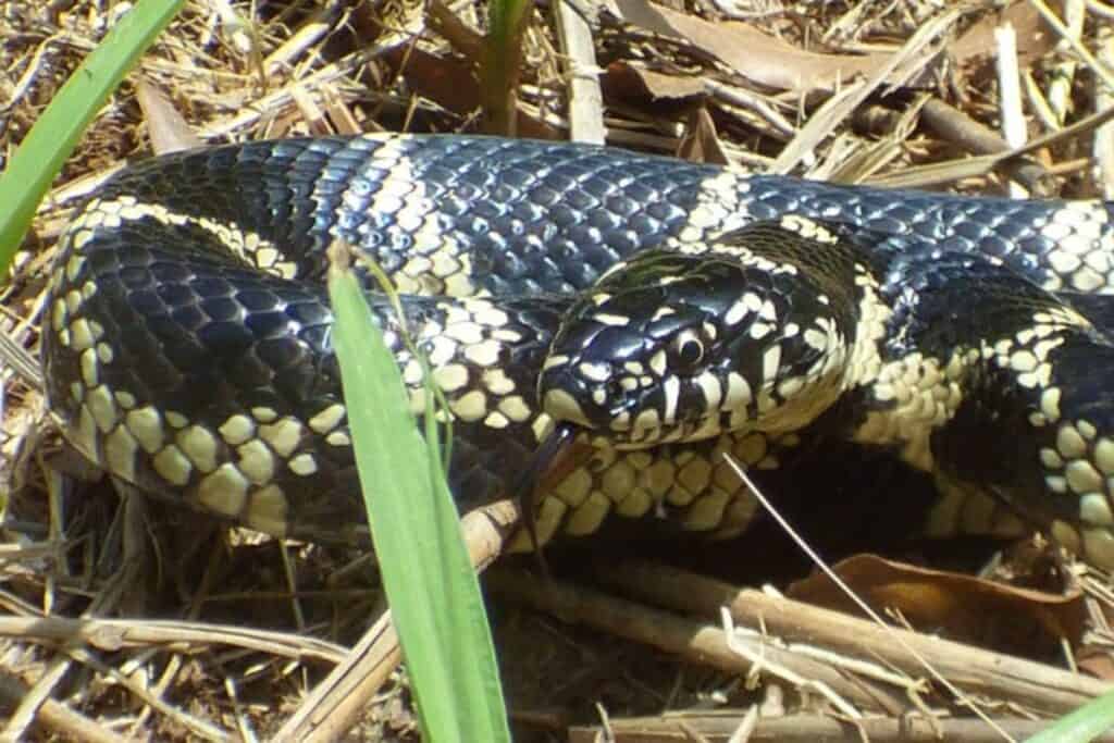 Are Eastern Kingsnakes Venomous? - Wildlife Informer