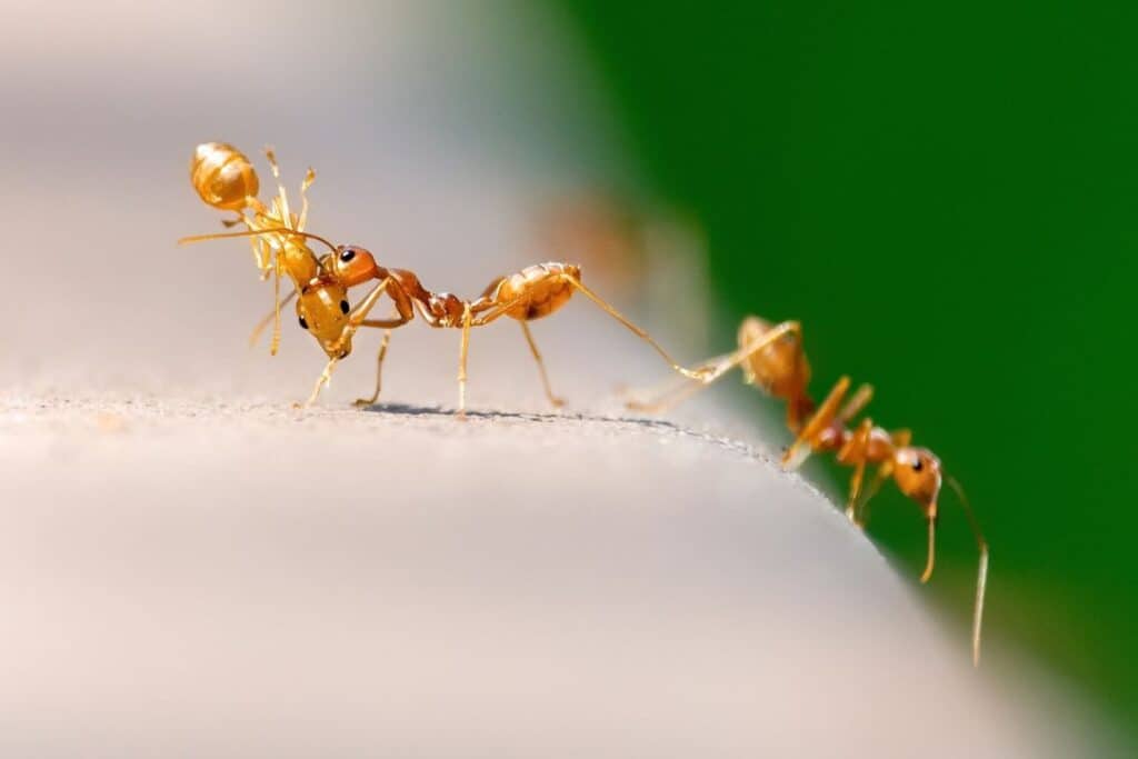 10 Interesting Facts About Fire Ants (Pictures) - Wildlife Informer