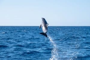 Why Do Fish Jump Out of the Water? - Wildlife Informer