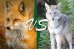 Fox Vs Coyote (7 Key Differences) - Wildlife Informer