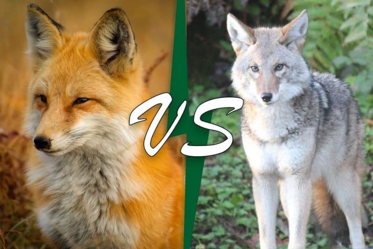 Fox Vs Coyote (7 Key Differences) - Wildlife Informer