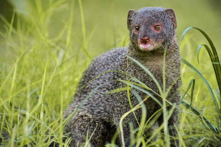 6 Animals Like Mongoose (With Images) - Wildlife Informer