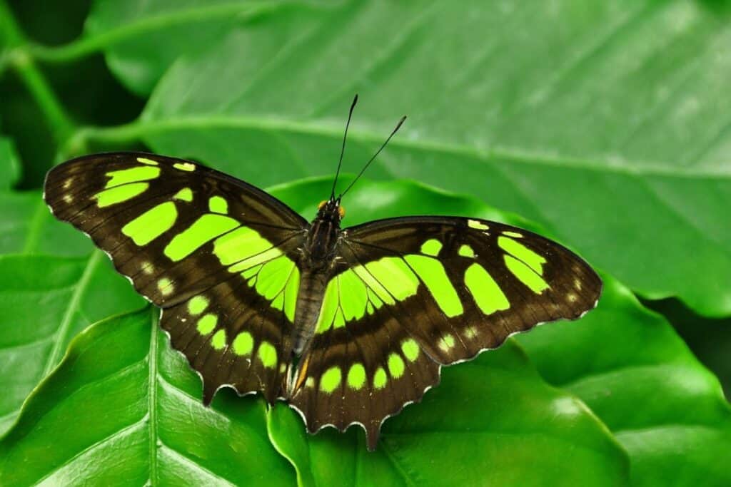 10 Types of Green Butterflies (With Pictures) - Wildlife Informer