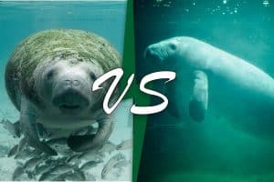 Manatee Vs Dugong (Here's the Difference) - Wildlife Informer
