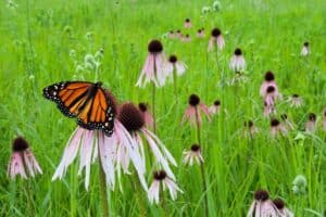How High Can Butterflies Fly? - Wildlife Informer