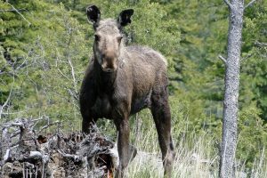 Elk Vs Moose (11 Main Differences) - Wildlife Informer