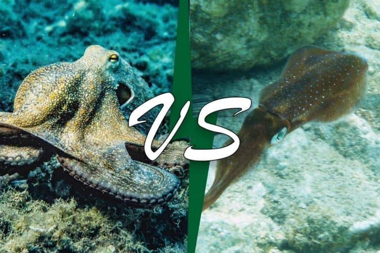 Octopus Vs Squid (9 Differences With Pictures) - Wildlife Informer