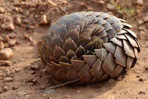 Armadillo Vs Pangolin (How They're Different) - Wildlife Informer