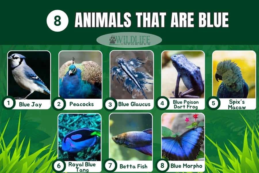8 Animals That Are Blue (Pictures) - Wildlife Informer