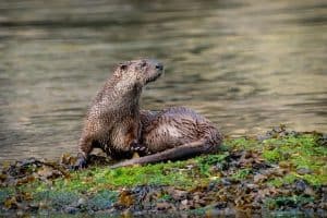 Sea Otter Vs River Otter (9 Key Differences) - Wildlife Informer