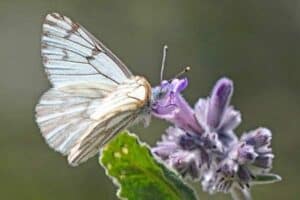 15 Types of White Butterflies (With Pictures) - Wildlife Informer