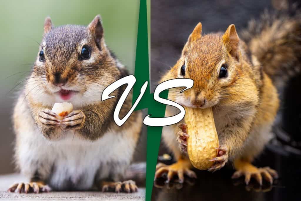 Chipmunk Vs Squirrel (10 Differences) - Wildlife Informer