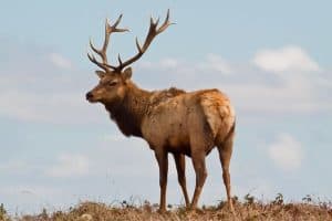 Elk Vs Moose (11 Main Differences) - Wildlife Informer