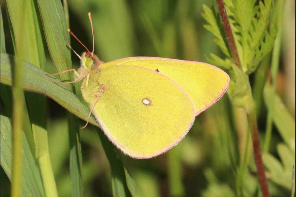 15 Types of Yellow Butterflies (With Pictures) - Wildlife Informer