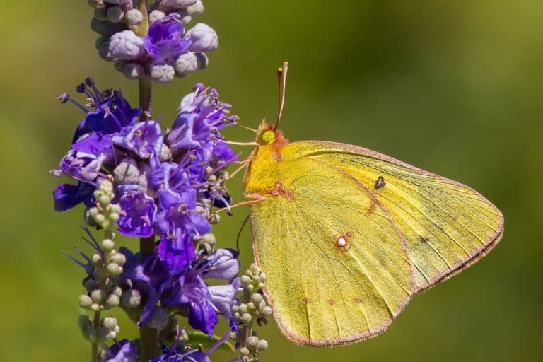 15 Types of Yellow Butterflies (With Pictures) - Wildlife Informer