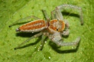 10 Common Spiders in Indiana (Pictures) - Wildlife Informer