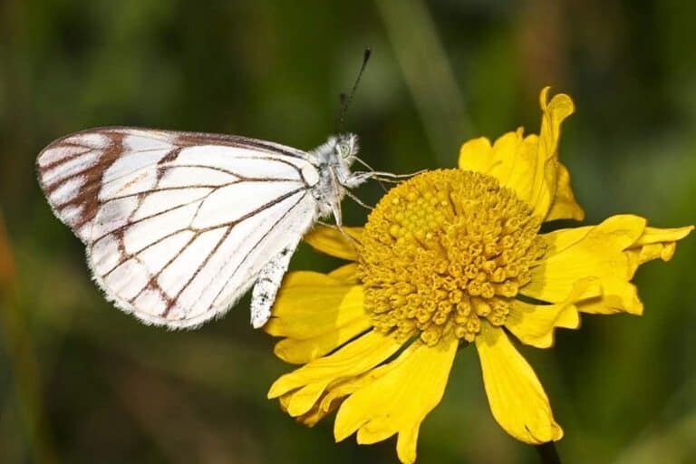 15 Types of White Butterflies (With Pictures) - Wildlife Informer