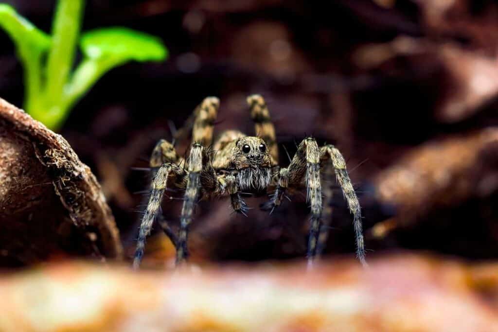 7 Common Spiders in Arizona (ID Pictures) - Wildlife Informer