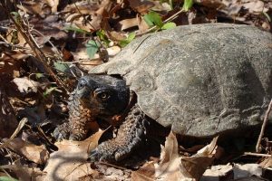9 Types of Turtles in Minnesota (Pictures) - Wildlife Informer