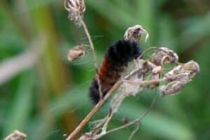 11 Types of Red Caterpillars (With Pictures) - Wildlife Informer