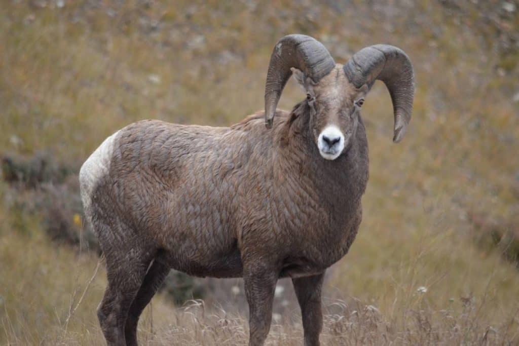 8 Amazing Facts About Bighorn Sheep Wildlife Informer