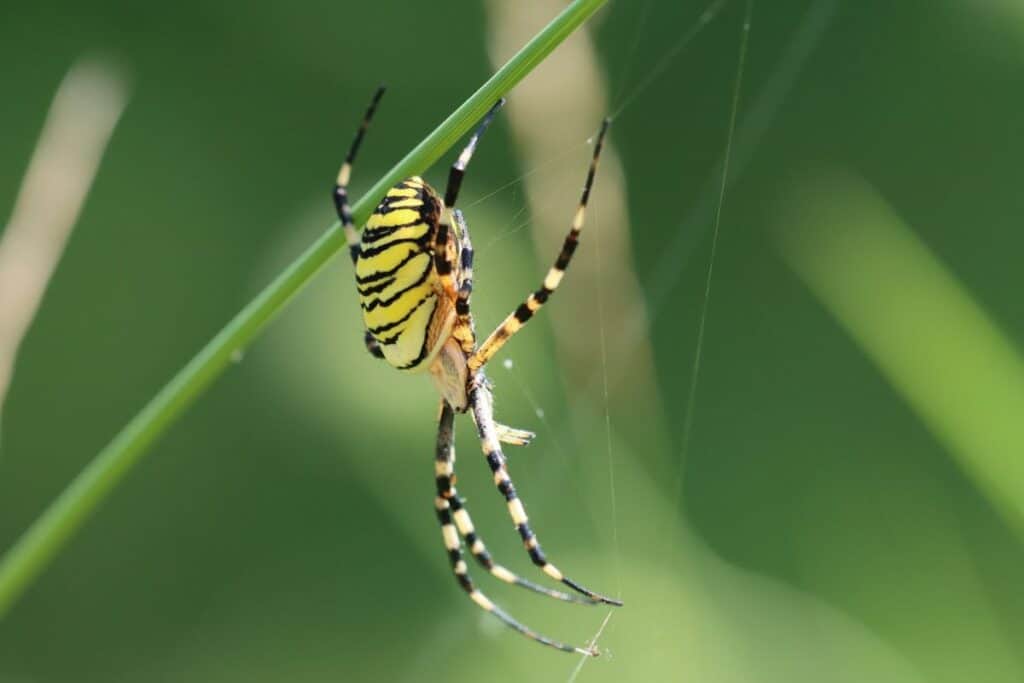 11 Common Spiders in Iowa (Pictures) - Wildlife Informer