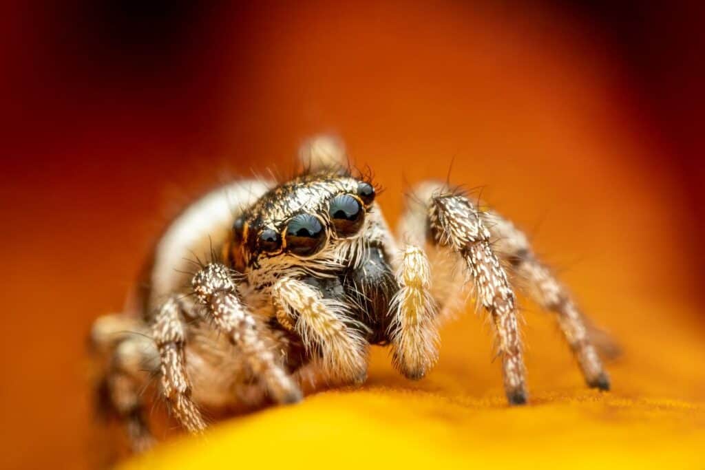 12 Common Spiders in Alaska (Pictures) - Wildlife Informer