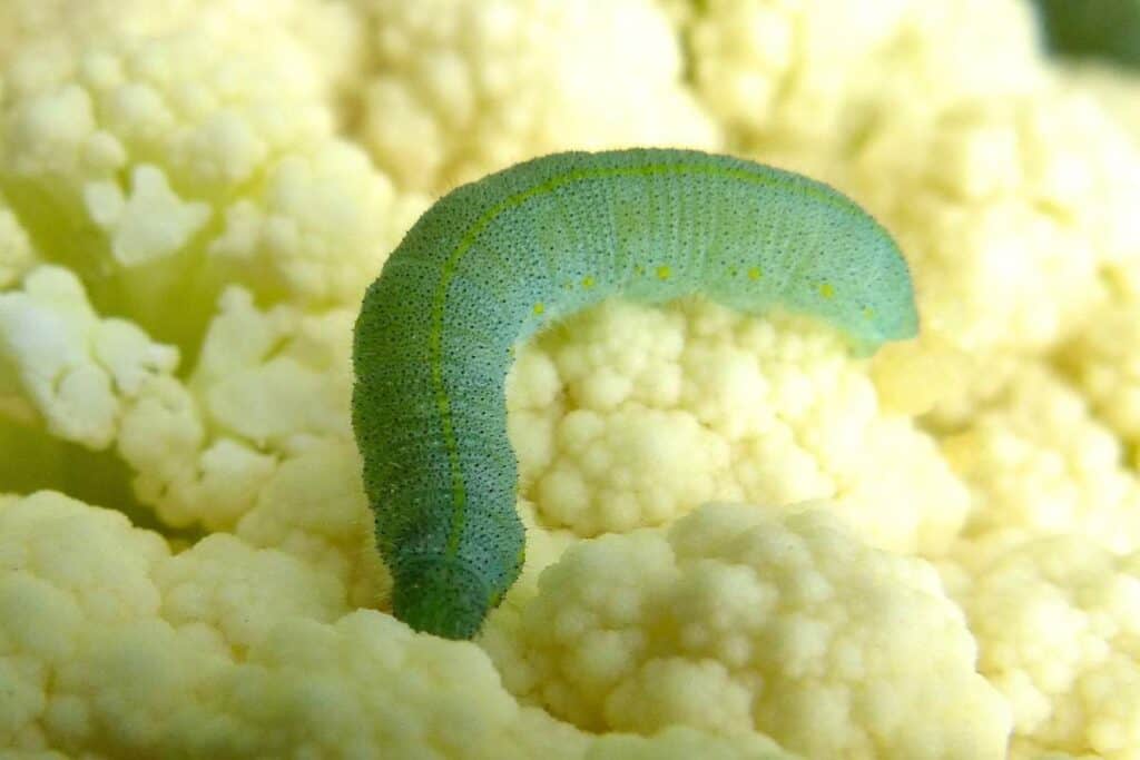 12 Types of Inchworms (Interesting Facts) - Wildlife Informer