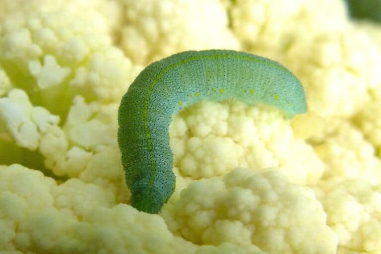 12 Types of Inchworms (Interesting Facts) - Wildlife Informer