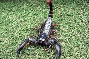 Emperor Scorpion Vs Asian Forest Scorpion - Wildlife Informer