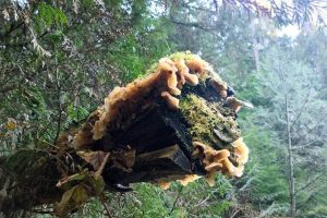 Is a Rotting Log an Ecosystem? - Wildlife Informer