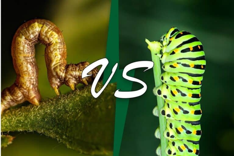 Inchworms Vs. Caterpillars (7 Differences) - Wildlife Informer