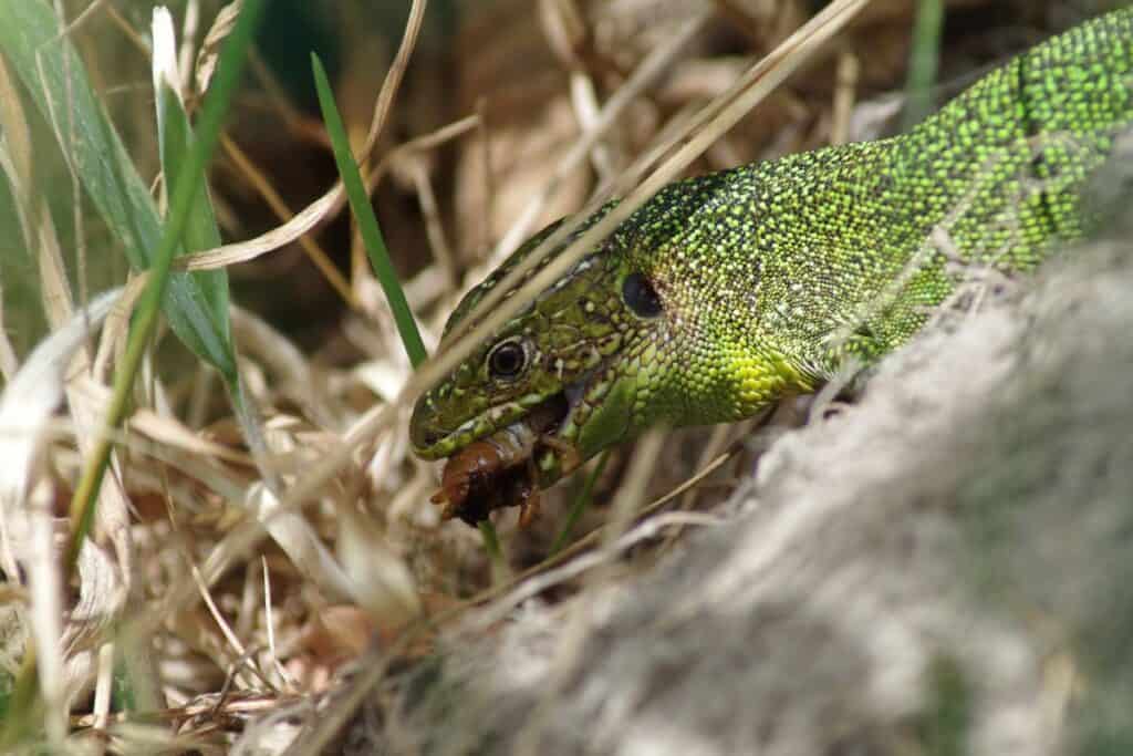 Do Lizards Eat Grasshoppers? (Answered) - Wildlife Informer