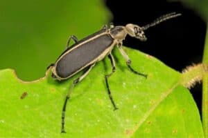 11 Common Types of Beetles in Michigan - Wildlife Informer