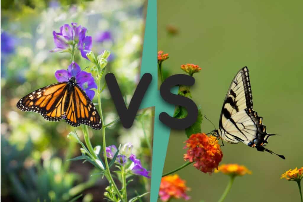 Monarch Butterfly Vs Swallowtail (9 Differences) - Wildlife Informer