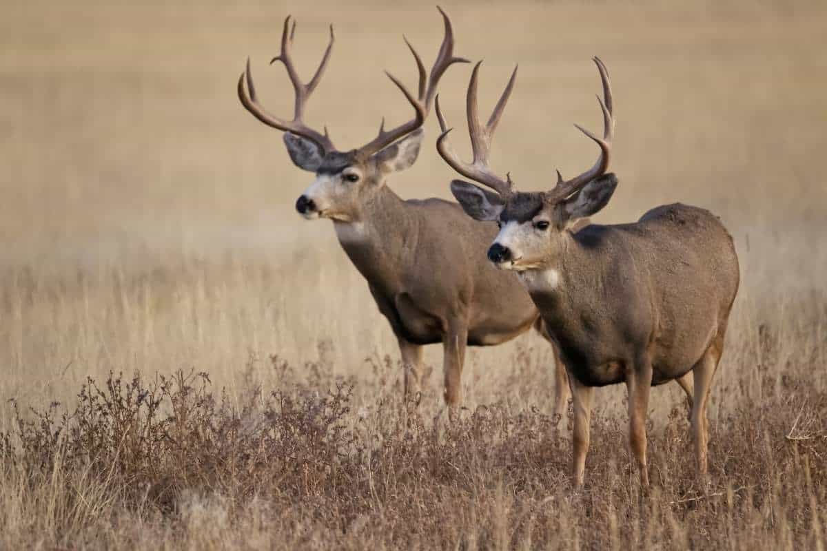 Animal Facts And Nature Information Wildlife Informer