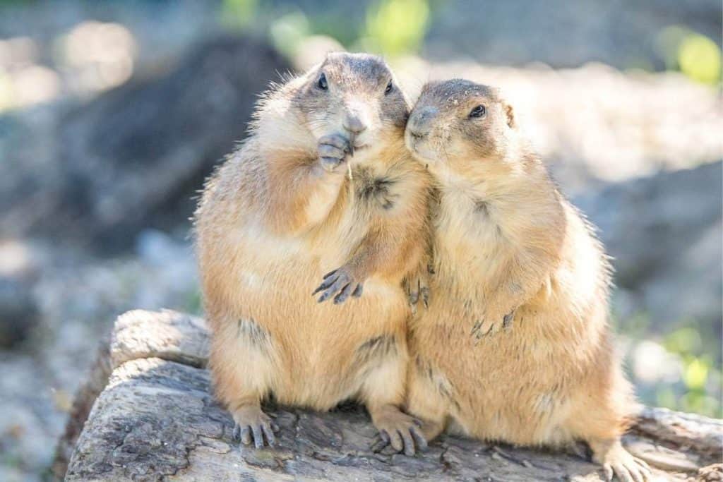 10 Intriguing Facts About Prairie Dogs (Pictures) - Wildlife Informer