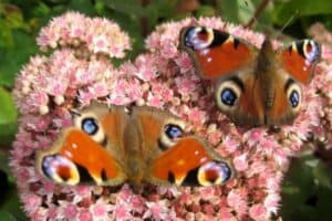 How Do Butterflies Communicate With Each Other? - Wildlife Informer